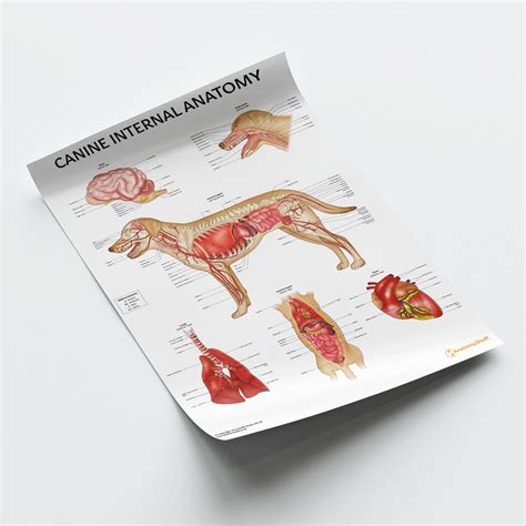 Canine Internal Organs Diagram Dog Internal Anatomy Wall Chart 24 X