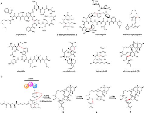 Macrocyclic Reactions Involved In Natural Product Biosynthesis A