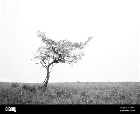A Beautiful Greyscale Landscape Of A Small Single Tree In A Dry Field