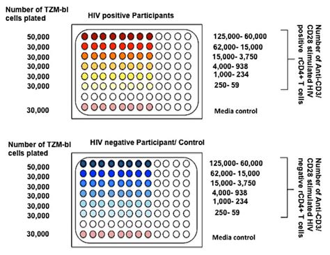 Tza A Sensitive Reporter Cell Based Assay To Accurately And Rapidly