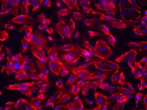 Ipsc Derived Cardiomyocytes With Media Applied Stemcell