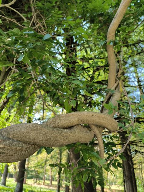 Trunk Branches And Hollow Of Old Tree Texture Green Nature Plants Summer Botany Botanical