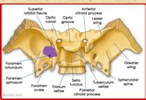 Anat Temporal Infratemporal Pteryopalatine Fossas And The Temporomandibular Joint Flashcards