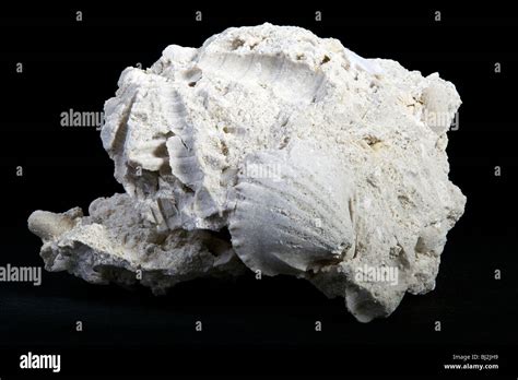 Fossiliferous Limestone Atelier Yuwa Ciao Jp