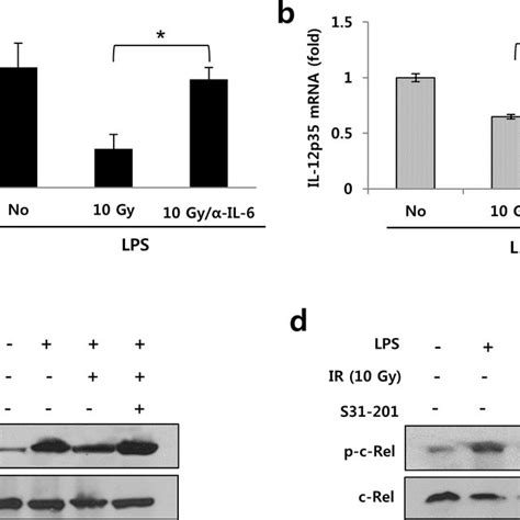 Schematic Model Of The Signaling Pathway Involved In Il 12 Inhibition Download Scientific