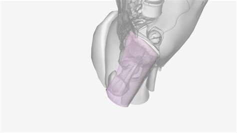 Tractus Iliotibialis Imagens Procure 105 Fotos Vetores E Vídeos