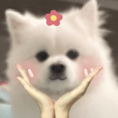 超可爱的沙雕狗狗乖巧托腮凝视表情包图片gif动图 求表情网 斗图从此不求人