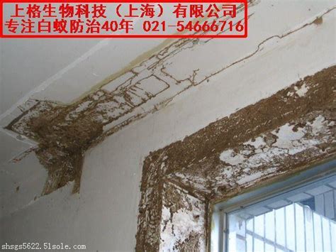 上海饭店消灭蟑螂 上海白蚁防止 搜了网
