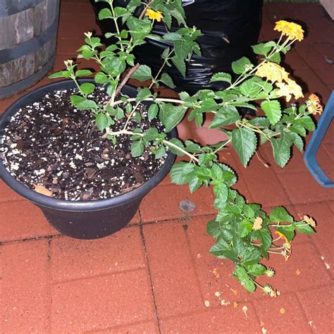 Propagating Lantana Step By Step Guide