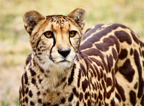 King Cheetah Foto And Bild Tiere Zoo Wildpark And Falknerei Unterwegs