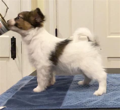 Available Papillon Puppies — Sablewings Papillons