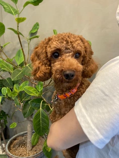 창원강아지무료분양 신월동강아지무료분양 창원푸들무료분양 신월동푸들무료분양 창원 2021 0119 푸들 초코 책임분양 강아지무료분양 고양이무료분양 도그마루 보호소