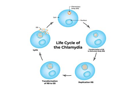 Life Cycle Of The Chlamydia Science Graphic By Hamjaiu · Creative Fabrica
