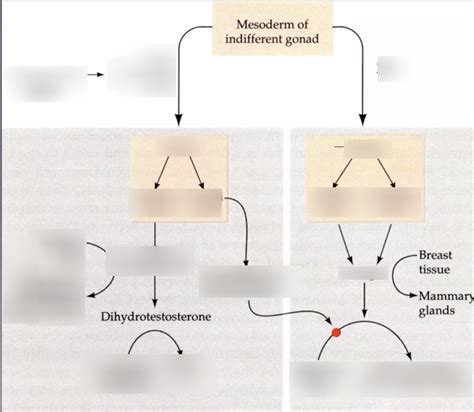Ans 220 Sexual Differentiation Identification Diagram Quizlet