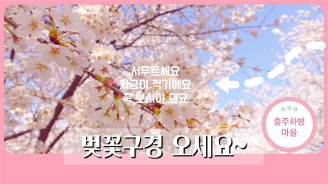 벚꽃 구경 오세요 충주 하방마을 꽃길이 끝이 없이 펼쳐지네요 벚꽃 충주하방마을 벚꽃놀이 벚꽃구경 충주벚꽃 YouTube