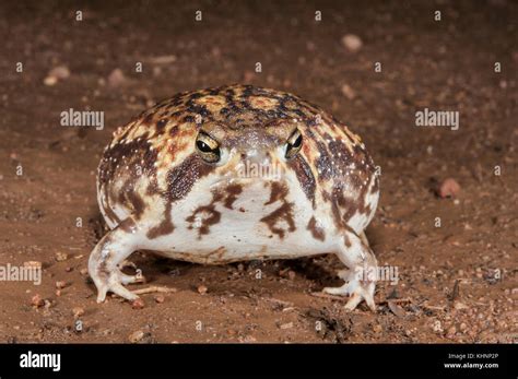 Bushveld Rain Frog Breviceps Adspersus Marakele National Park