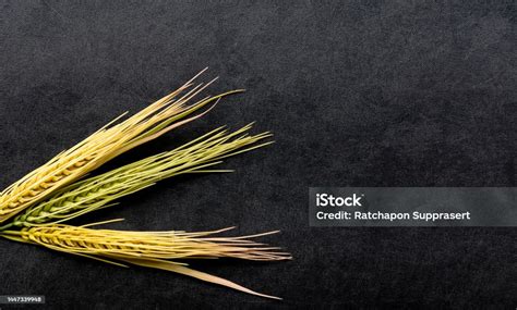 복사 공간이 있는 검은색 바닥에 보리를 모의 바르는 평면도 건강한 생활방식에 대한 스톡 사진 및 기타 이미지 건강한 생활방식 건강한 식생활 검은색 Istock