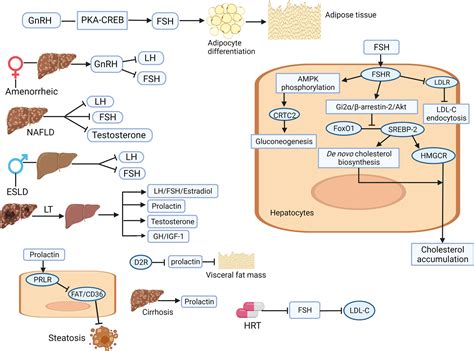 Frontiers The Hepatoprotective And Hepatotoxic Roles Of Sex And Sex Related Hormones