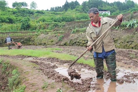 丰都：又到一年栽秧季 农民耕田整田忙 新重庆客户端