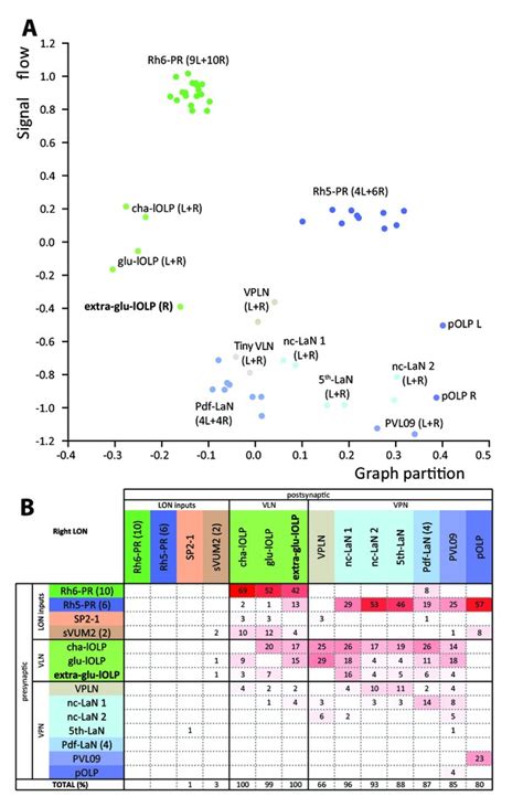 Organization Of The Drosophila Larval Visual Circuit Elife