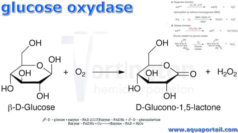 Peroxydase Définition Et Explications