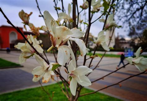 ЗАРАДИ ТОПЛАТА ЗИМА Магнолиите в Плевен разцъфнаха СНИМКИ Информационна агенция ПИК