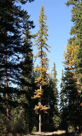 Eastern Washington Trees The Desert Northwest Plant Galleries