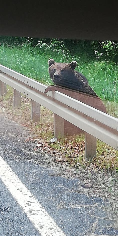 Ursul Infometat 👀 Rromaniaporn