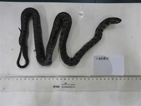 大眼斜鳞蛇 标本图片库 武陵山区生物多样性综合科学考察