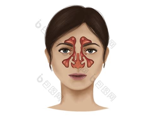 呼吸鼻腔骨骼示例插图图片 包图网