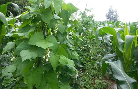 白芸豆叶子小白芸豆叶子第3页大山谷图库