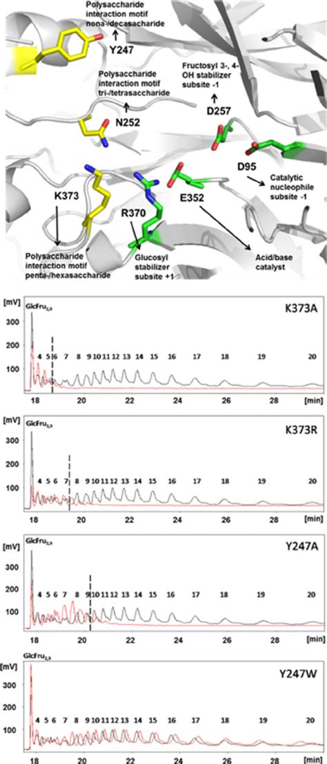 The Surface Localization Of The Polysaccharide Interaction Motifs Of