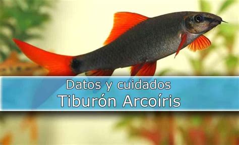 Cría Del Melanotaenia Trifasciata Acuariosdiy