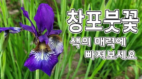 꽃잎에 새겨진 묘한 무늬가 아름다워요 붓꽃 창포붓꽃 정원가꾸기 괴산농부유튜브공부방 Youtube