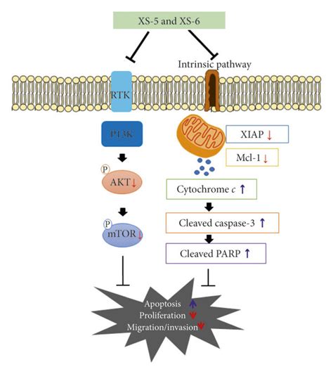 High Performance Liquid Chromatography Mass Spectrometry Chromatogram Download Scientific