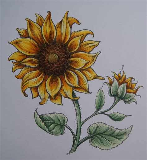 Easy To Draw Sunflowers Visual Art Drawing