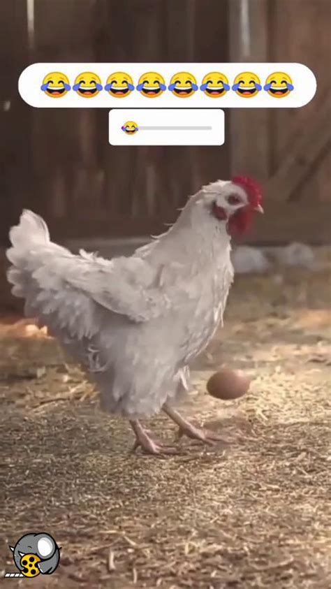 رو پا زدن یک مرغ فیلو