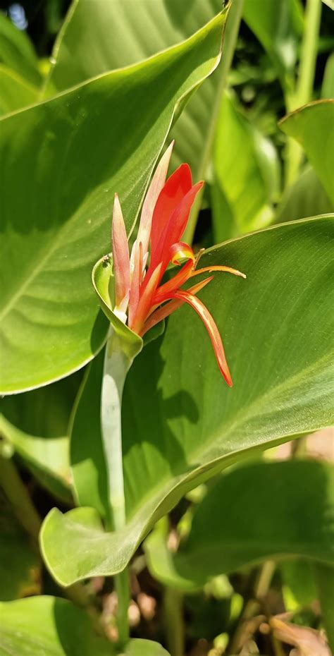 Canna Paniculata Canna Lily Seeds 70 Seeds Etsy