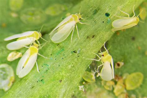 What Do Whiteflies Look Like On Plants At William Fellows Blog
