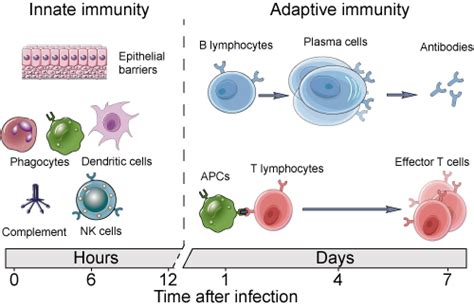 Innate And Adaptive Immunity Time Line Biology Lessons Life Hacks