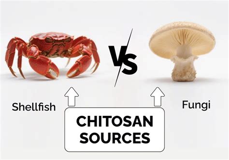 Chitin And Chitosan Guide To Sources Process And Medical Use
