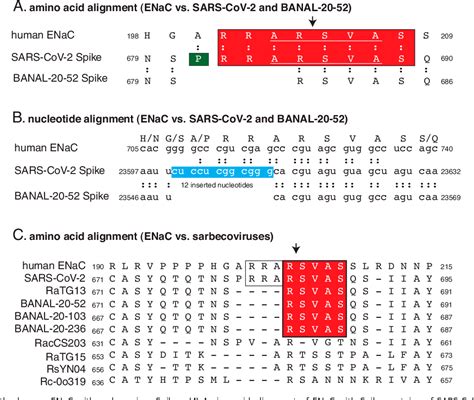 Figure 1 From Sars Cov 2 Furin Cleavage Site Was Not Engineered