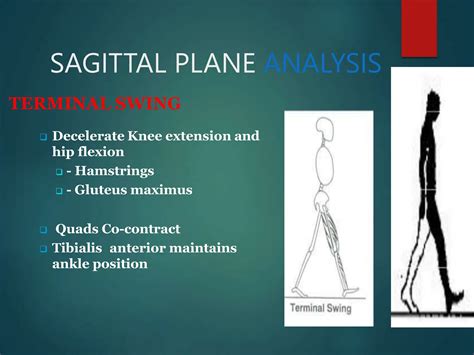 Gait Cycle Gait Kinematic And Pathological Gait Pptx