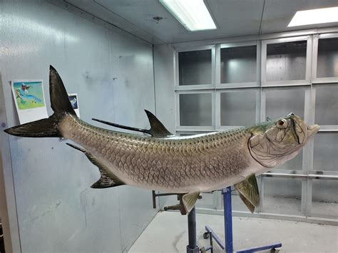 50'' Tarpon (TN50R-CC)