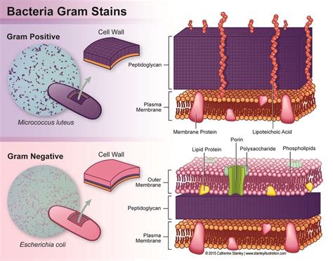 Gram Positive And Gram Negative