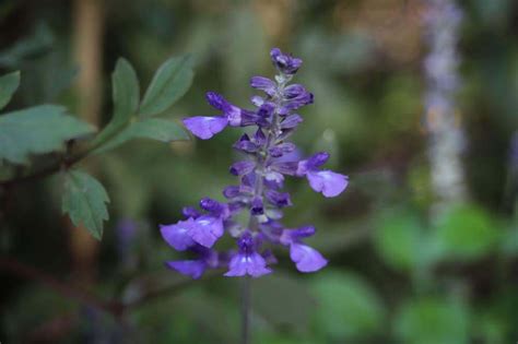 ブルーサルビアの花言葉花の特徴や由来寄せ植えにおすすめGreenSnapグリーンスナップ