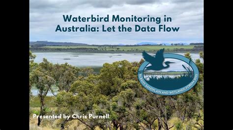 Waterbird Monitoring In Australia Let The Data Flow Youtube
