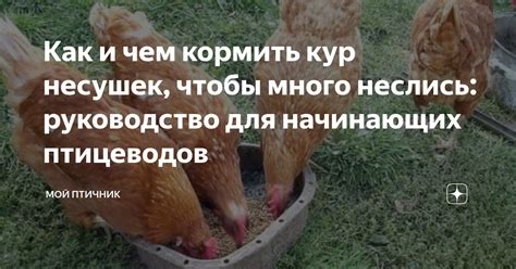 Как и чем кормить кур несушек чтобы много неслись руководство для начинающих птицеводов Мой