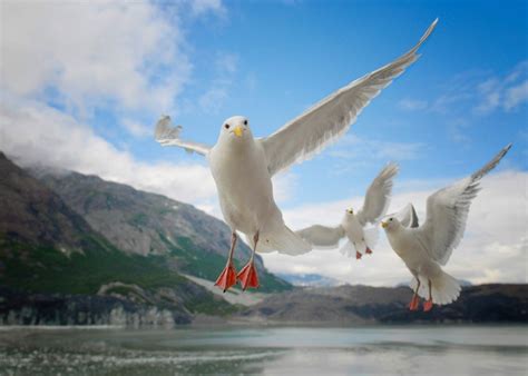 Glaucous Winged Gull Audubon Field Guide