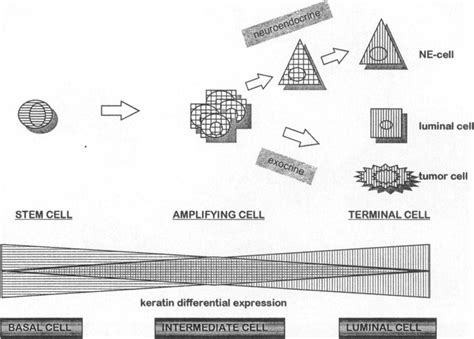 Prostatic Epithelial Cells And Their Interrelationship A Stem Cell